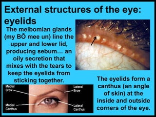 181-Anatomy-Eyes-and-Ears.ppt