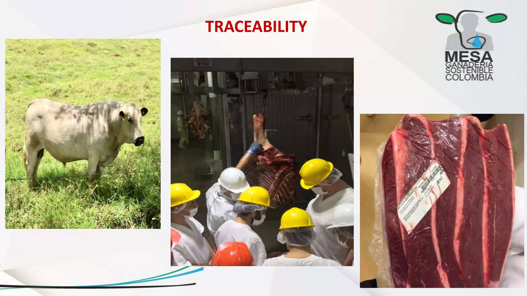 Juan Carlos Botero - Colombia - Sustainable Beef in Action: Regional ...