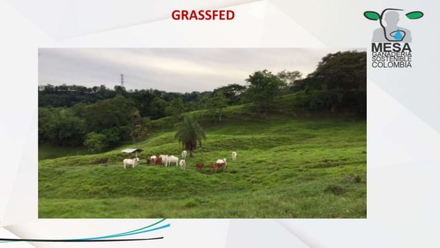 Juan Carlos Botero - Colombia - Sustainable Beef in Action: Regional ...