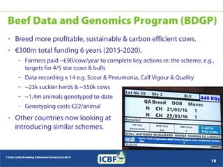 Kevin Downing - How ICBF And Cattle Genetics Are Changing The ...