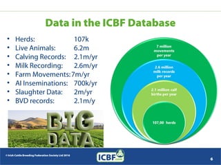 Kevin Downing - How ICBF And Cattle Genetics Are Changing The ...