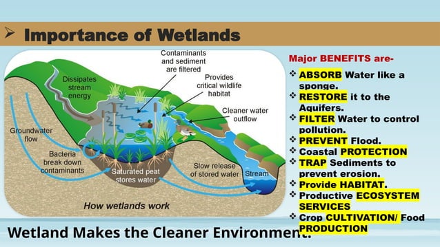 WETLAND RESOURCE MANAGEMENT- Course ppt slides | PPT