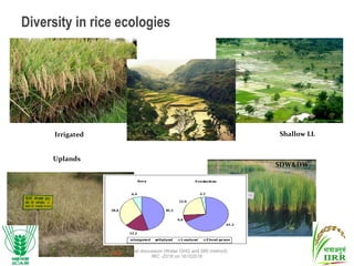 1811 - Rice Systems Comparisons - Agronomic Effects and GHG Emissions | PPT