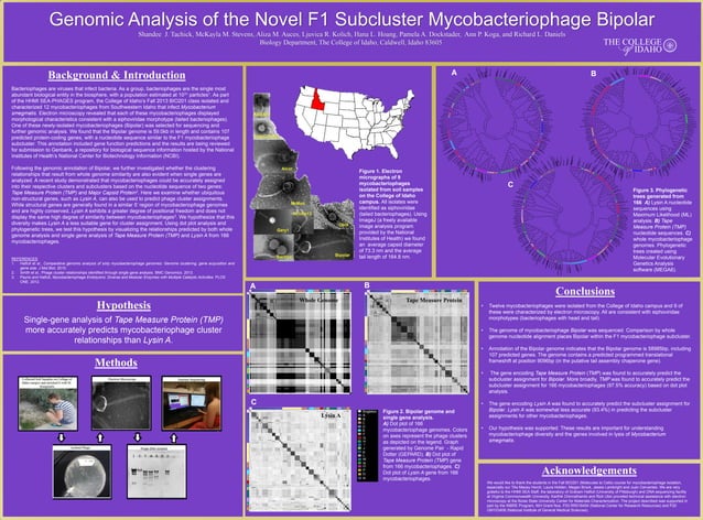 HHMI Research poster -6-9-2014 Bipolar | PPT
