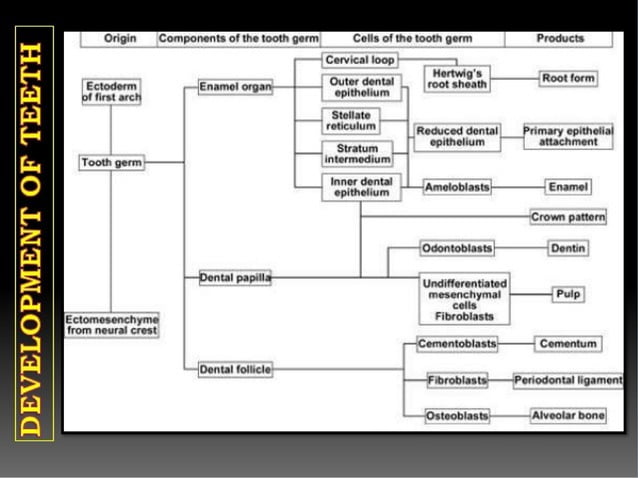 developmental anomalies of teeth | PPT | Dental Health | Diseases and ...