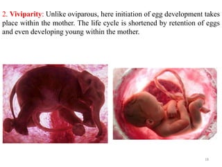 Reproductive system | PPTX