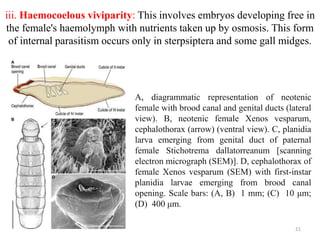 Reproductive system | PPTX
