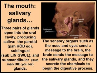 182-Anatomy-Digestive-System.ppt
