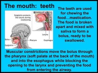 anatomy: Human digestive system and its parts | PPT | Ear, Nose and ...