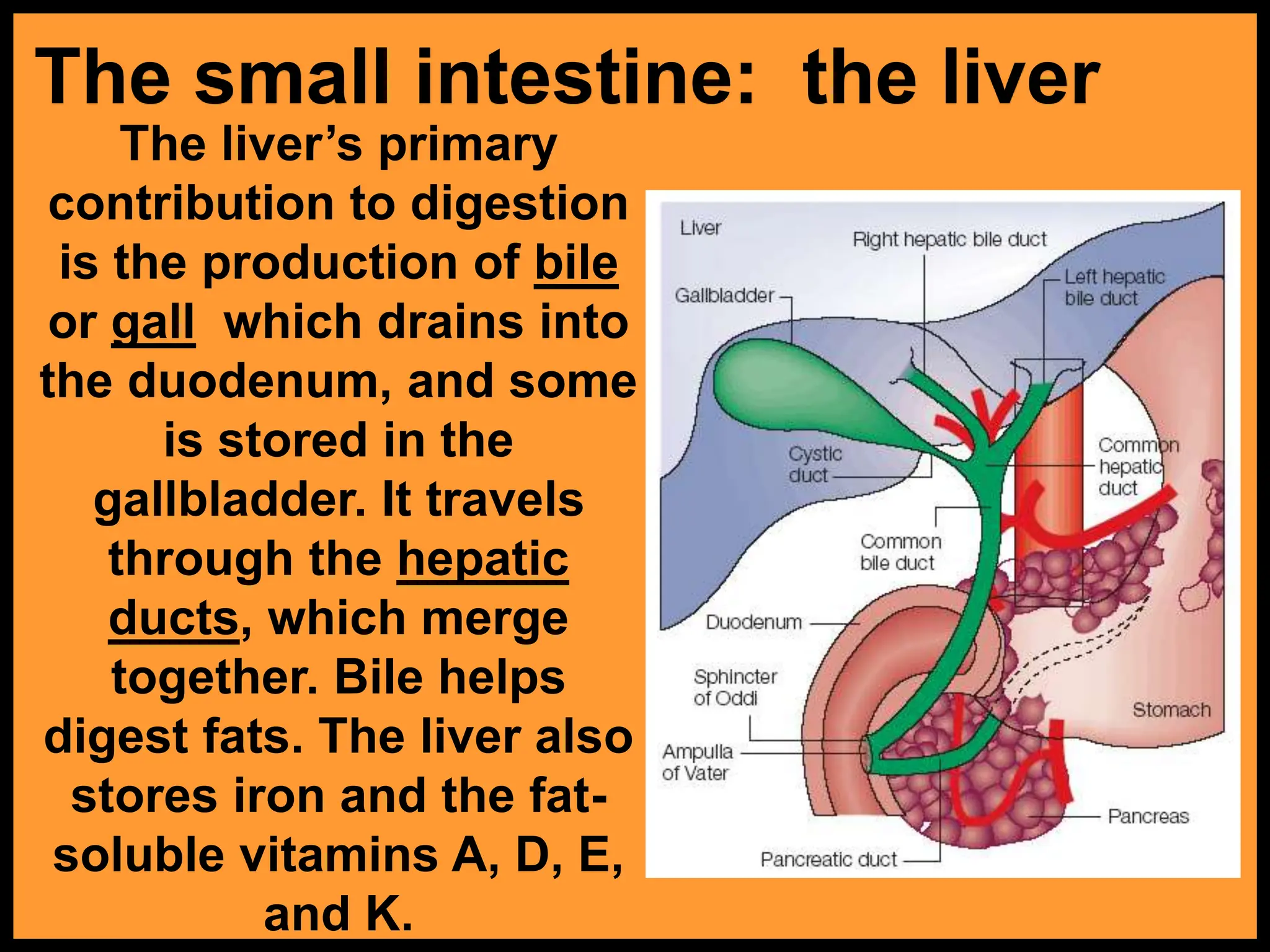 182-Anatomy-Digestive-System-of-human-body.ppt