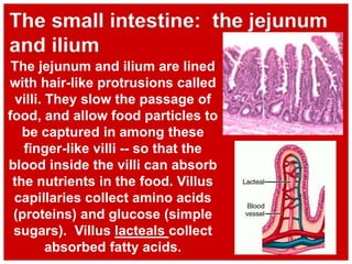 182-Anatomy-Digestive-System-of-human-body.ppt