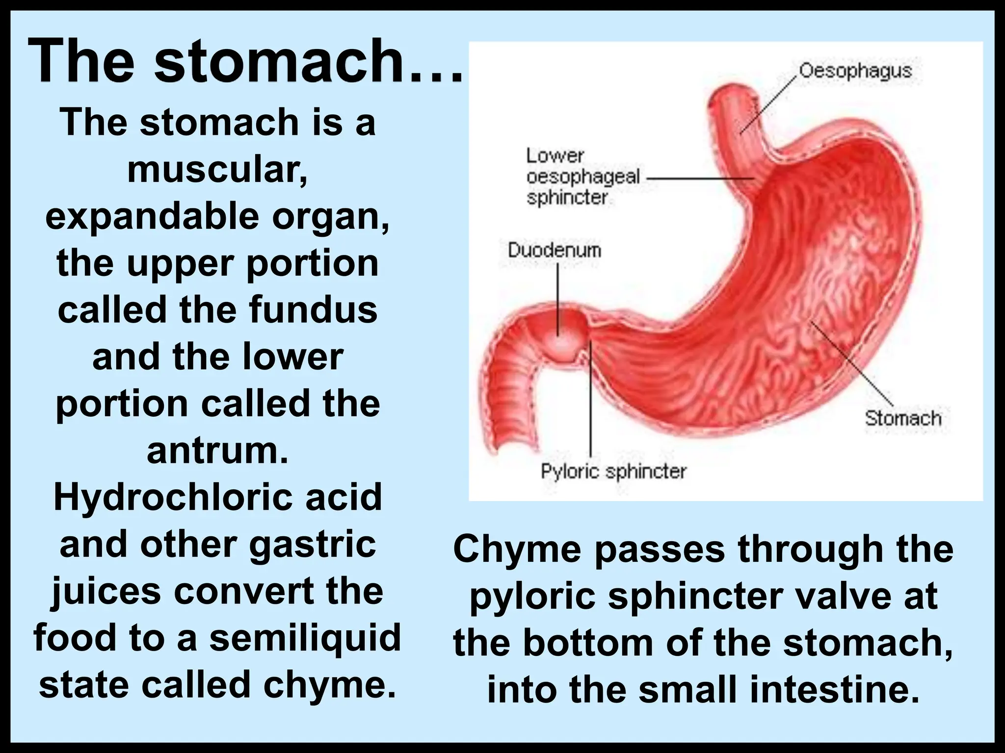 Anatomy-Digestive-System ramji apndey consult optometrist | PPT