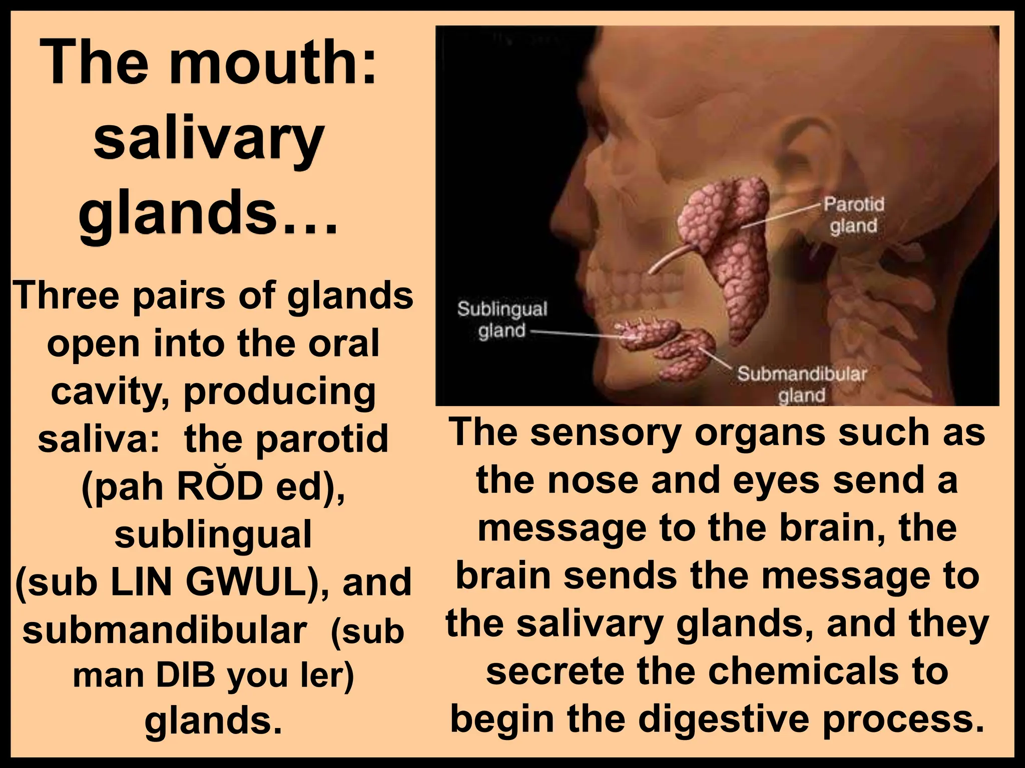 Anatomy Digestive System starting from mouth to excretion.ppt