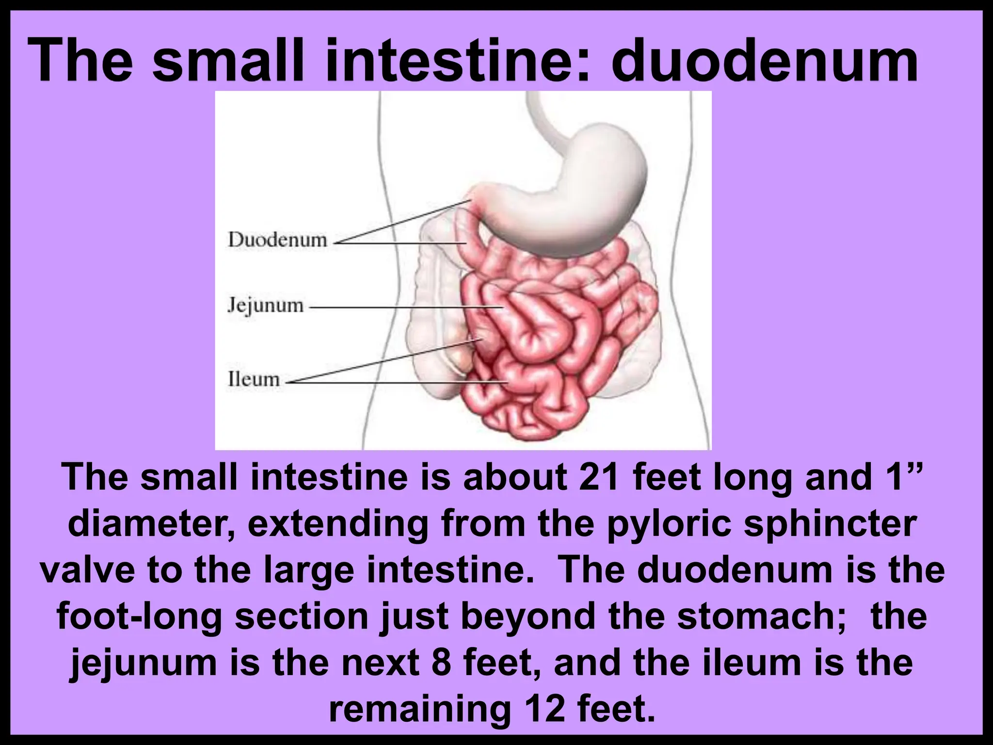 Anatomy Digestive System starting from mouth to excretion.ppt