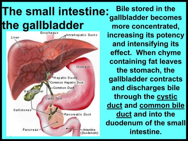 Anatomy Digestive System starting from mouth to excretion.ppt