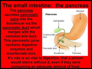 Anatomy Digestive System starting from mouth to excretion.ppt