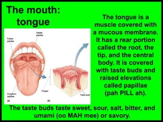 Anatomy Digestive System starting from mouth to excretion.ppt