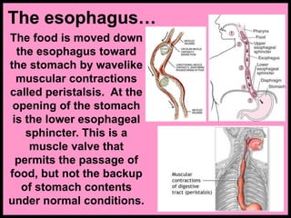 Anatomy Digestive System starting from mouth to excretion.ppt