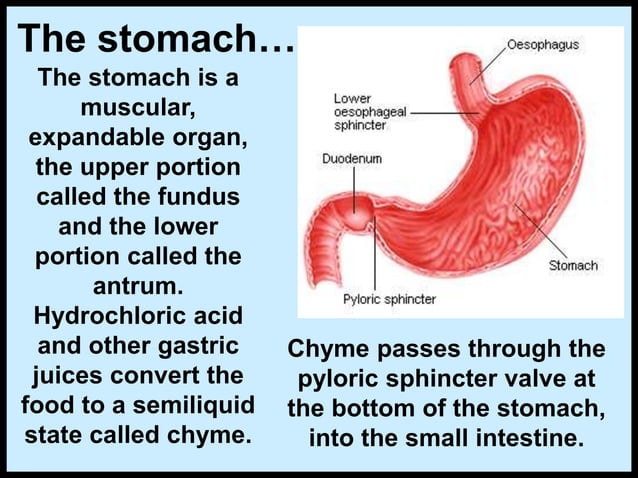 Anatomy Digestive System starting from mouth to excretion.ppt