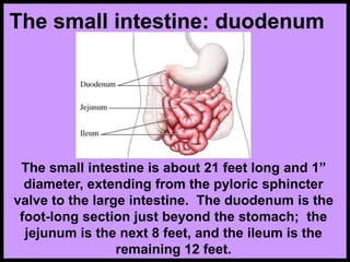 Anatomy Digestive System starting from mouth to excretion.ppt