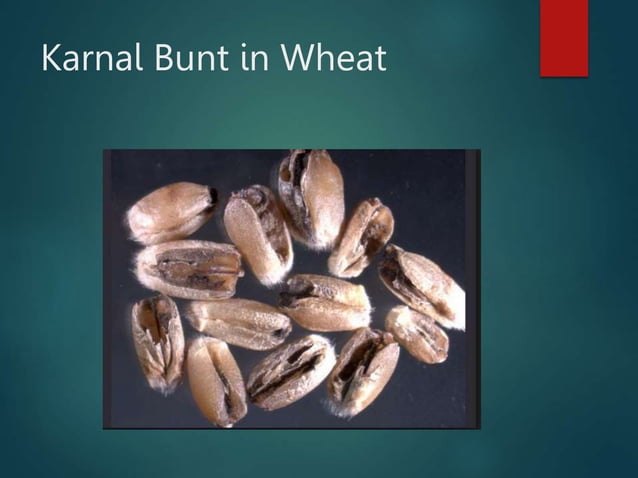 plant breeding.ppt | Agriculture | Industries