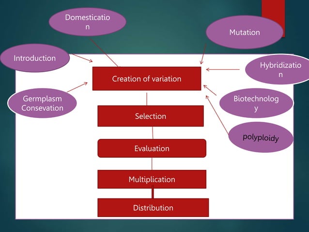 plant breeding.ppt | Agriculture | Industries