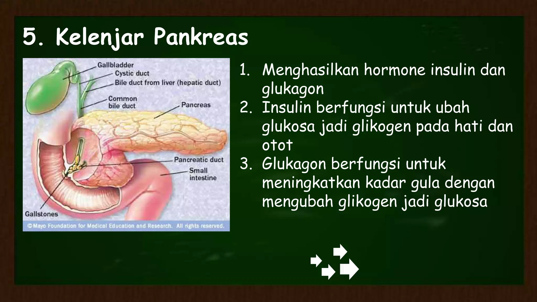 183424798-SISTEM-HORMON-ppt - Copy.ppt