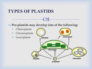 plastid | PPT