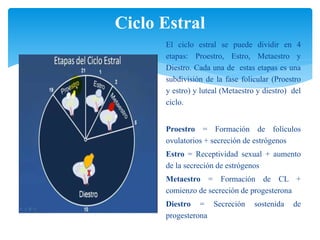 183885116-Anatomia-del-Sistema-Reproductor-bovino-pptx.pptx