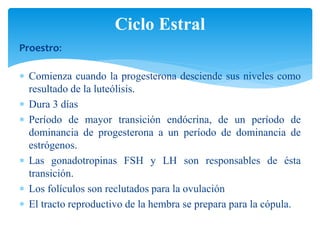 183885116-Anatomia-del-Sistema-Reproductor-bovino-pptx.pptx