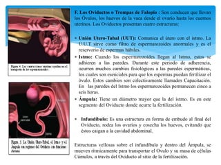 183885116-Anatomia-del-Sistema-Reproductor-bovino-pptx.pptx