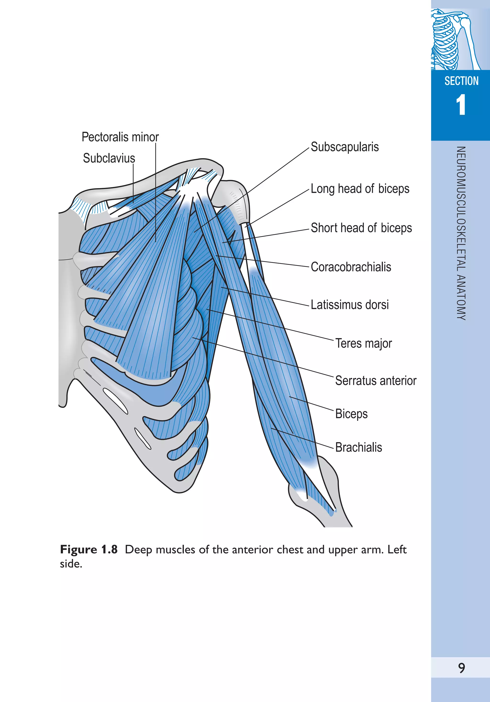 184- The Physiotherapist's Pocket Book.pdf