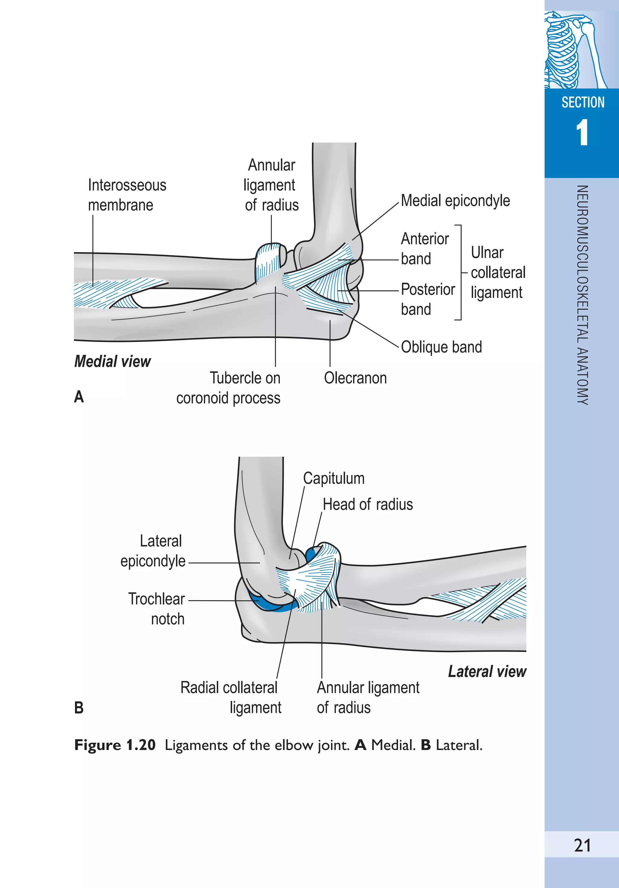 184- The Physiotherapist's Pocket Book.pdf
