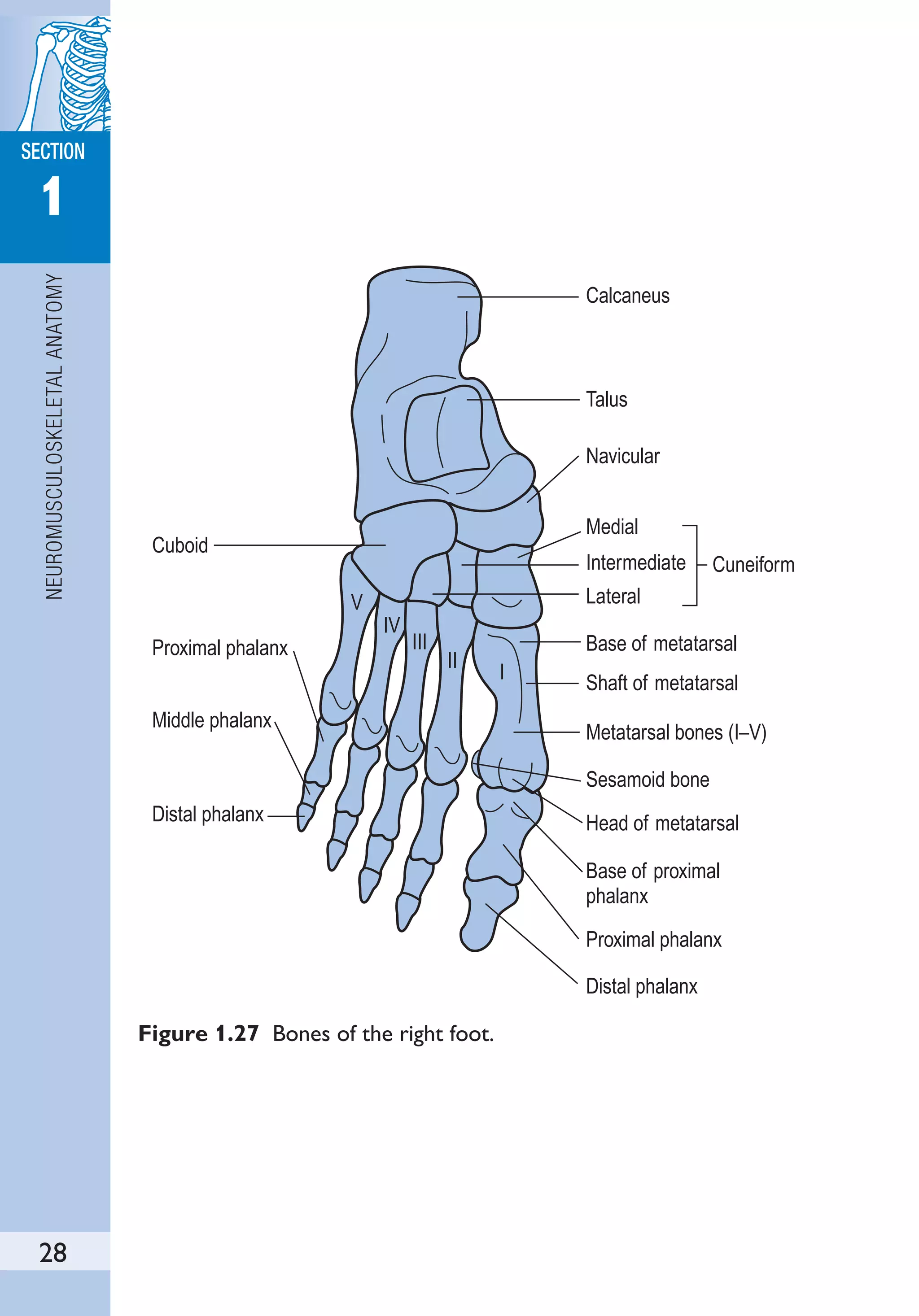184- The Physiotherapist's Pocket Book.pdf