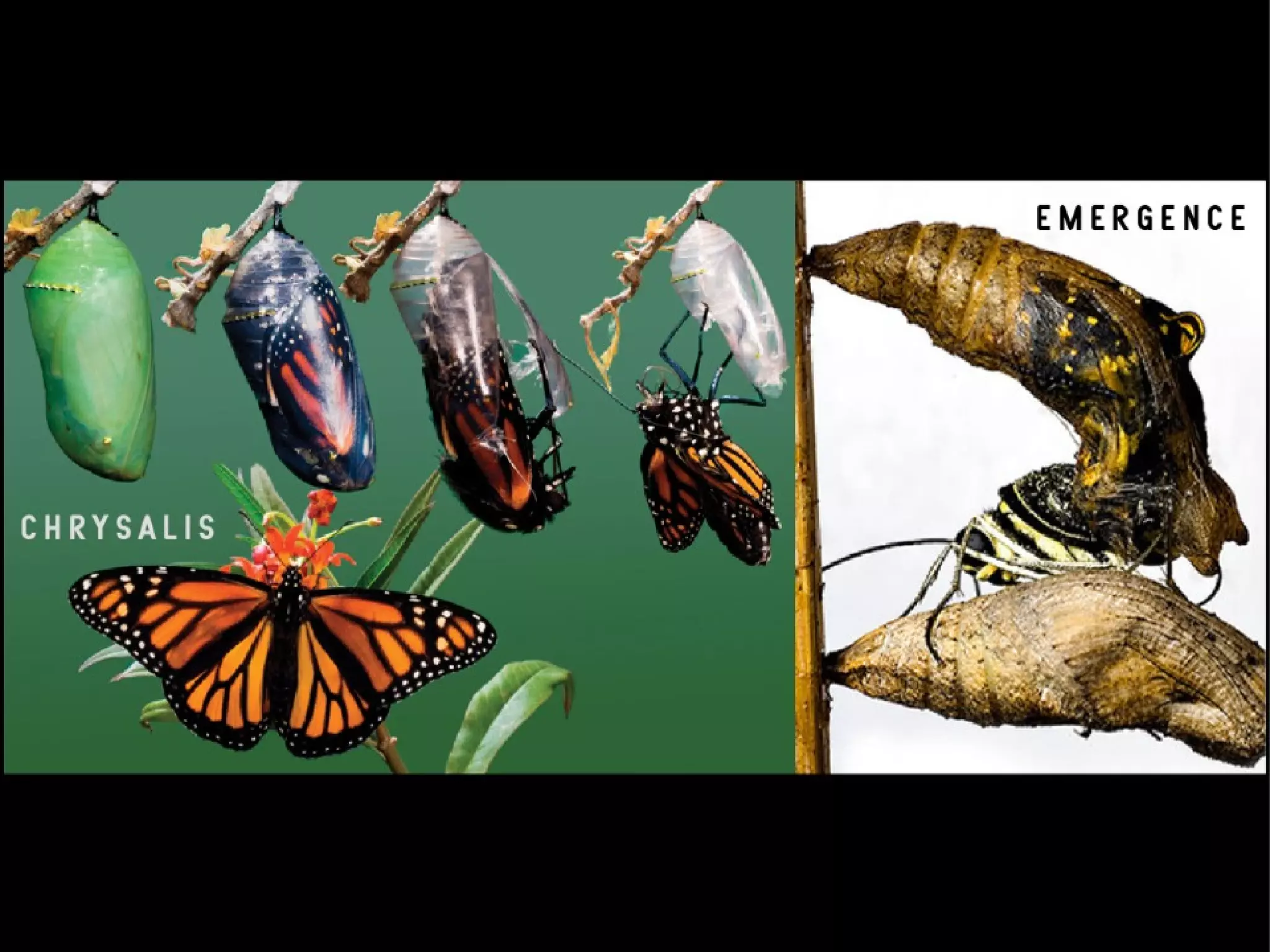 Metamorphosis Concept and Designs | PPT