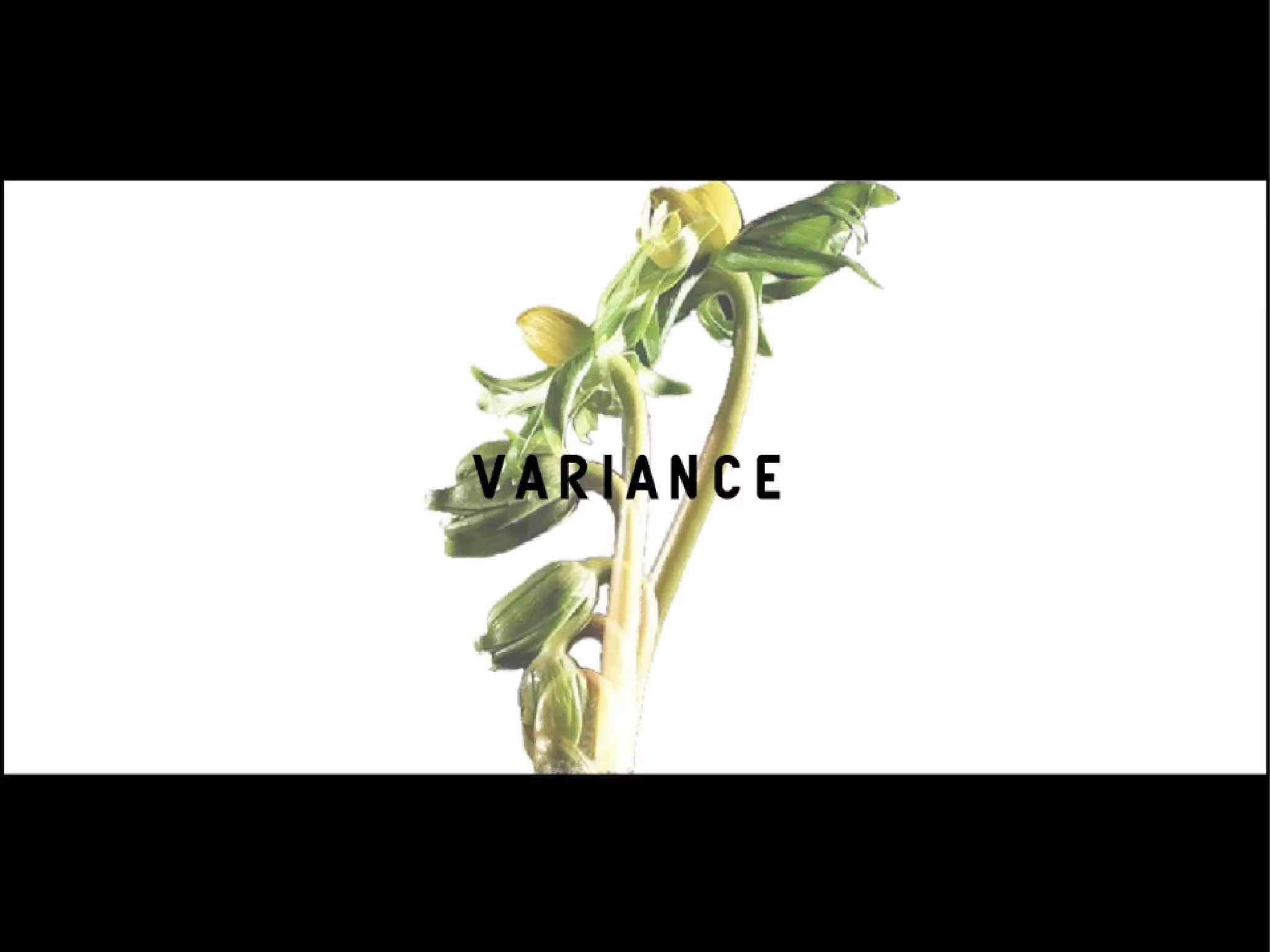 Metamorphosis Concept and Designs | PPT