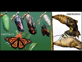 Metamorphosis Concept and Designs | PPT