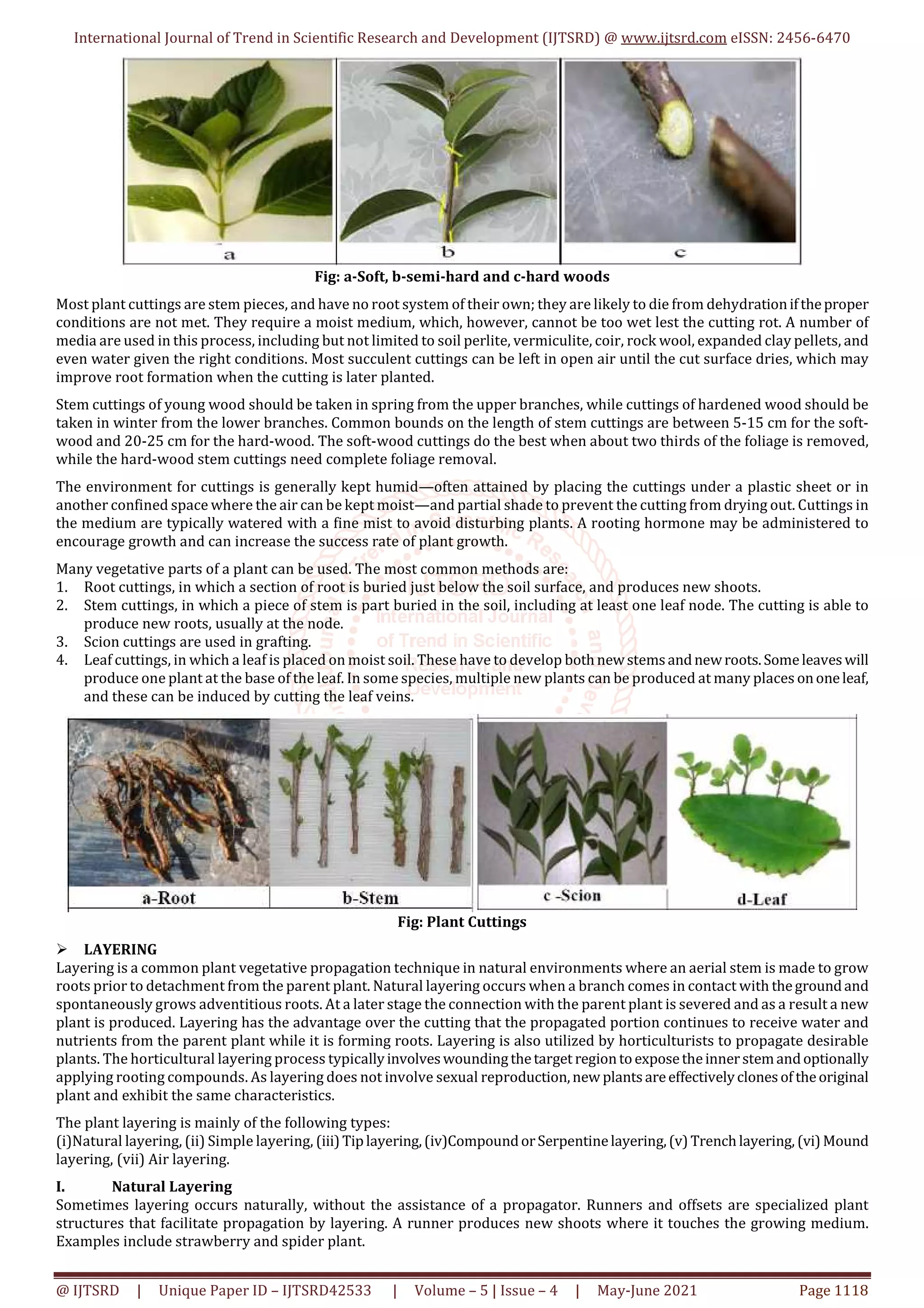 Methods of Plant Propagation Sexual and Vegetative | PDF | Woodworking ...