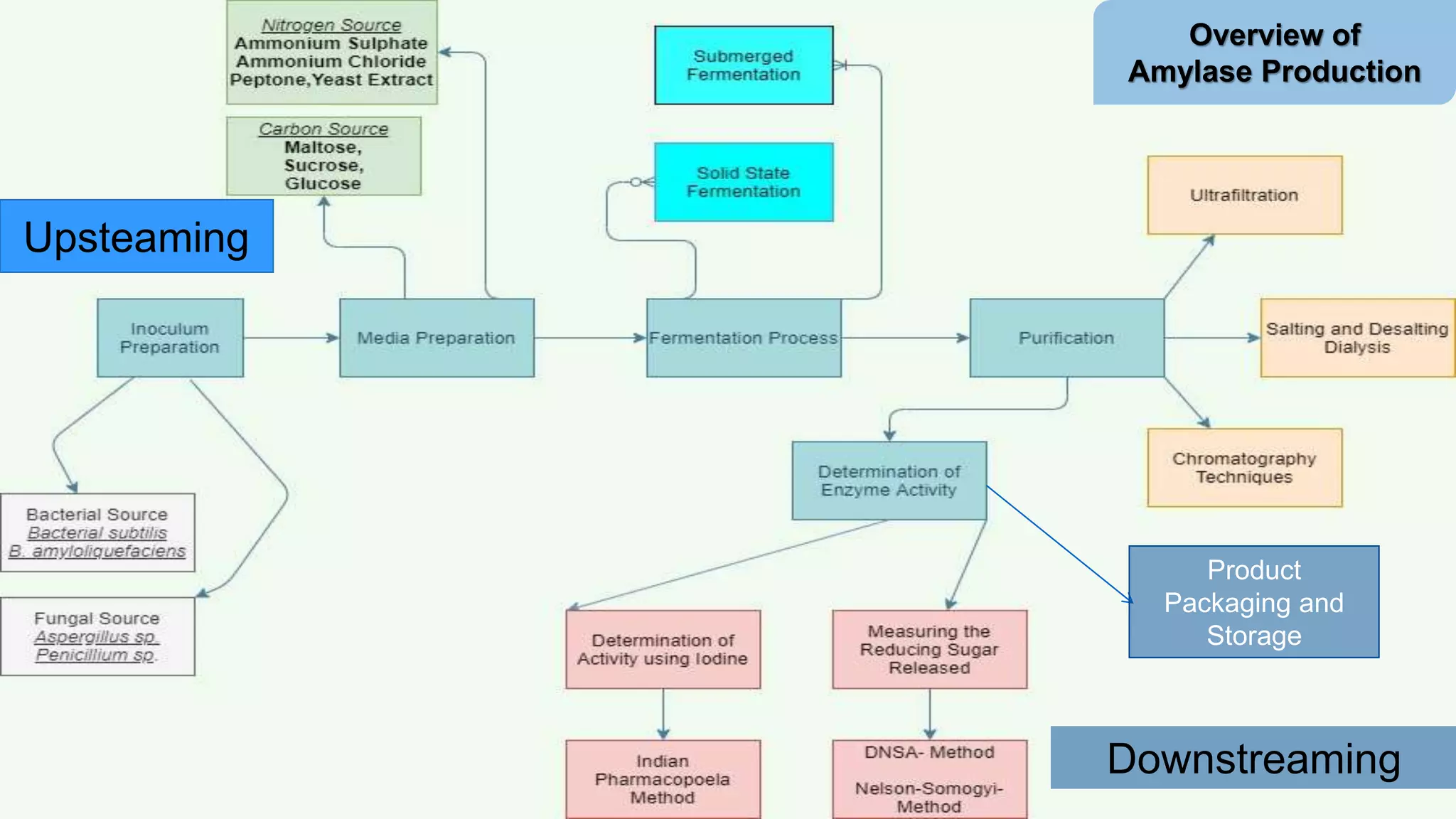 Alpha Amylase Production Process | PPTX | Chemistry | Science