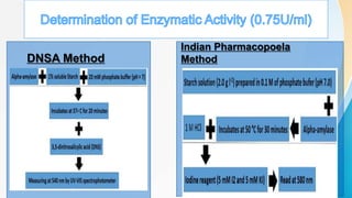 Alpha Amylase Production Process | PPTX | Chemistry | Science