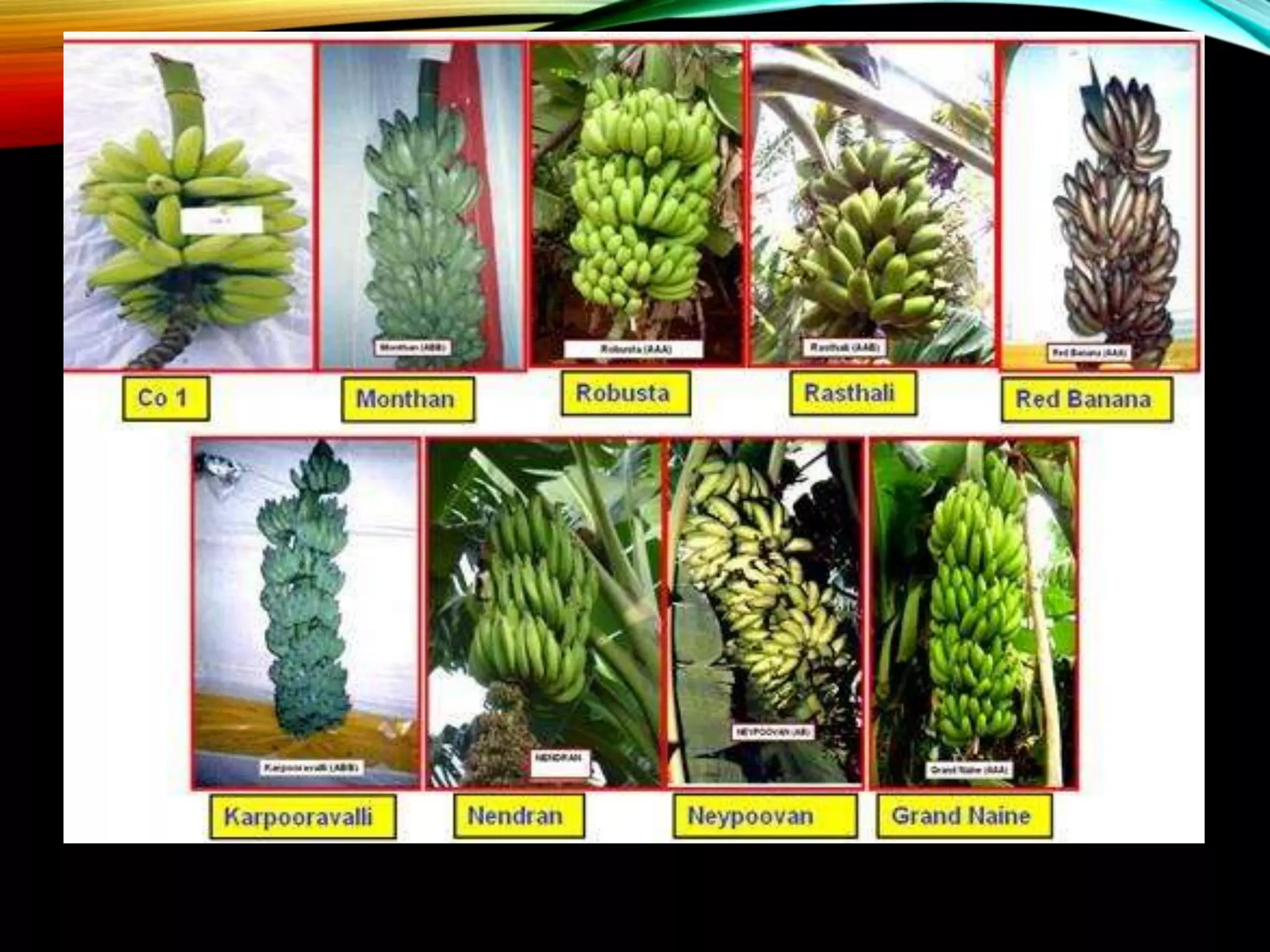 Banana.ppt