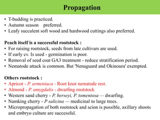 Peach_Ppt.ppt