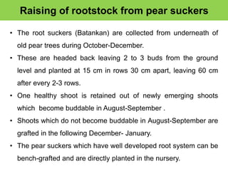 Pear_Ppt.ppt