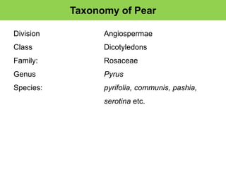 Pear_Ppt.ppt