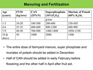 Pear_Ppt.ppt
