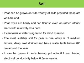 Pear_Ppt.ppt