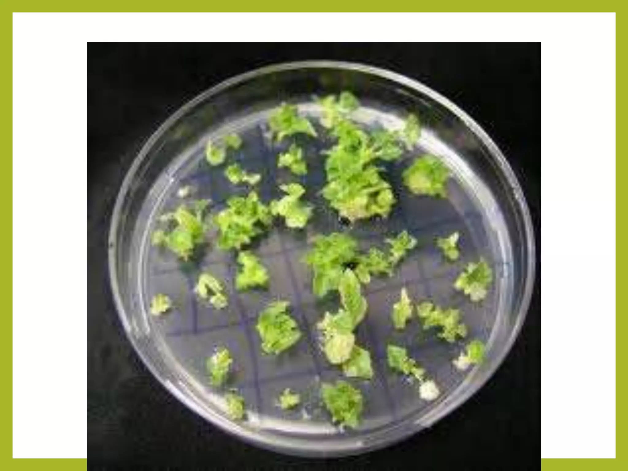 Tissue culture media preparation.ppt