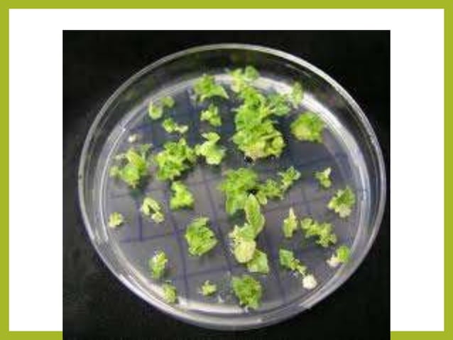 Tissue culture media preparation.ppt