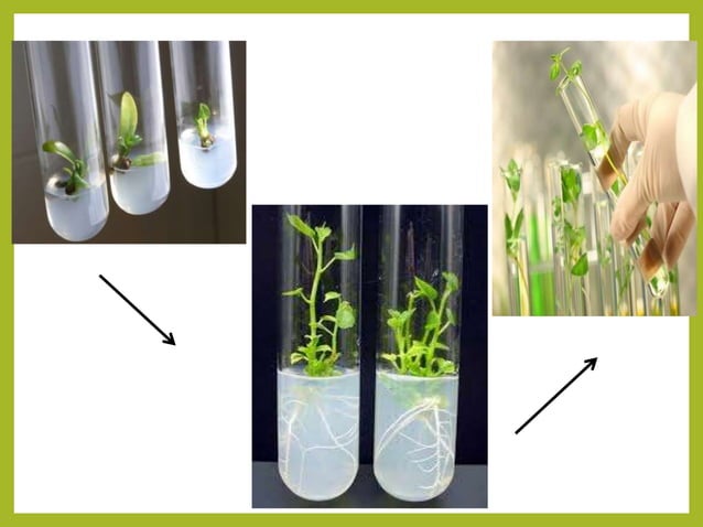 Tissue culture media preparation.ppt