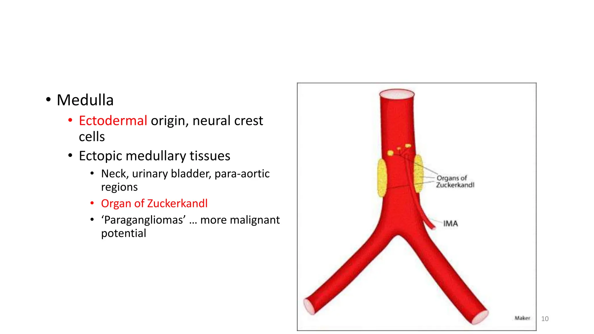 18 Anatomy & Phsyiology of Adrenal Gland.pptx